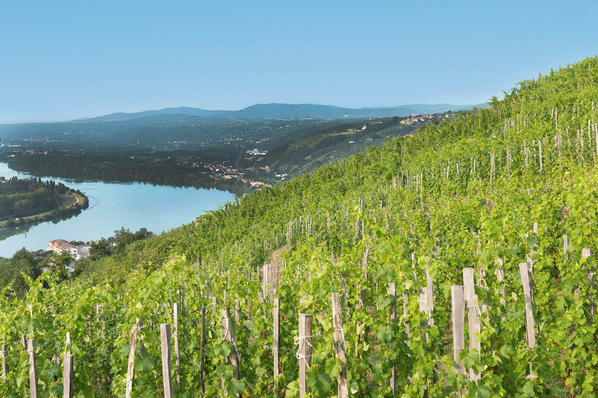 Condrieu appellation | Vintage Côtes du Rhône